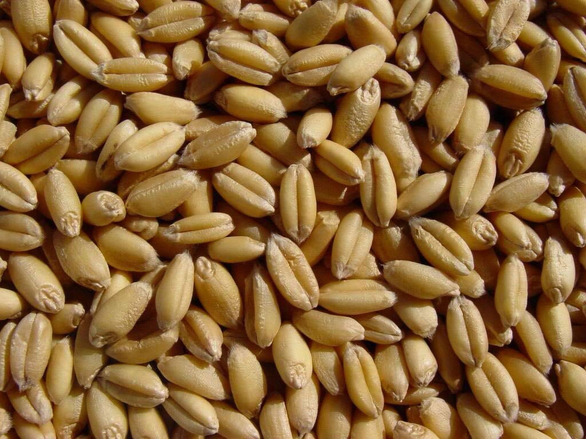 Soft White Wheat 18 Lbs, Wheat Berries, All Natural, NON-GMO, Kosher ...