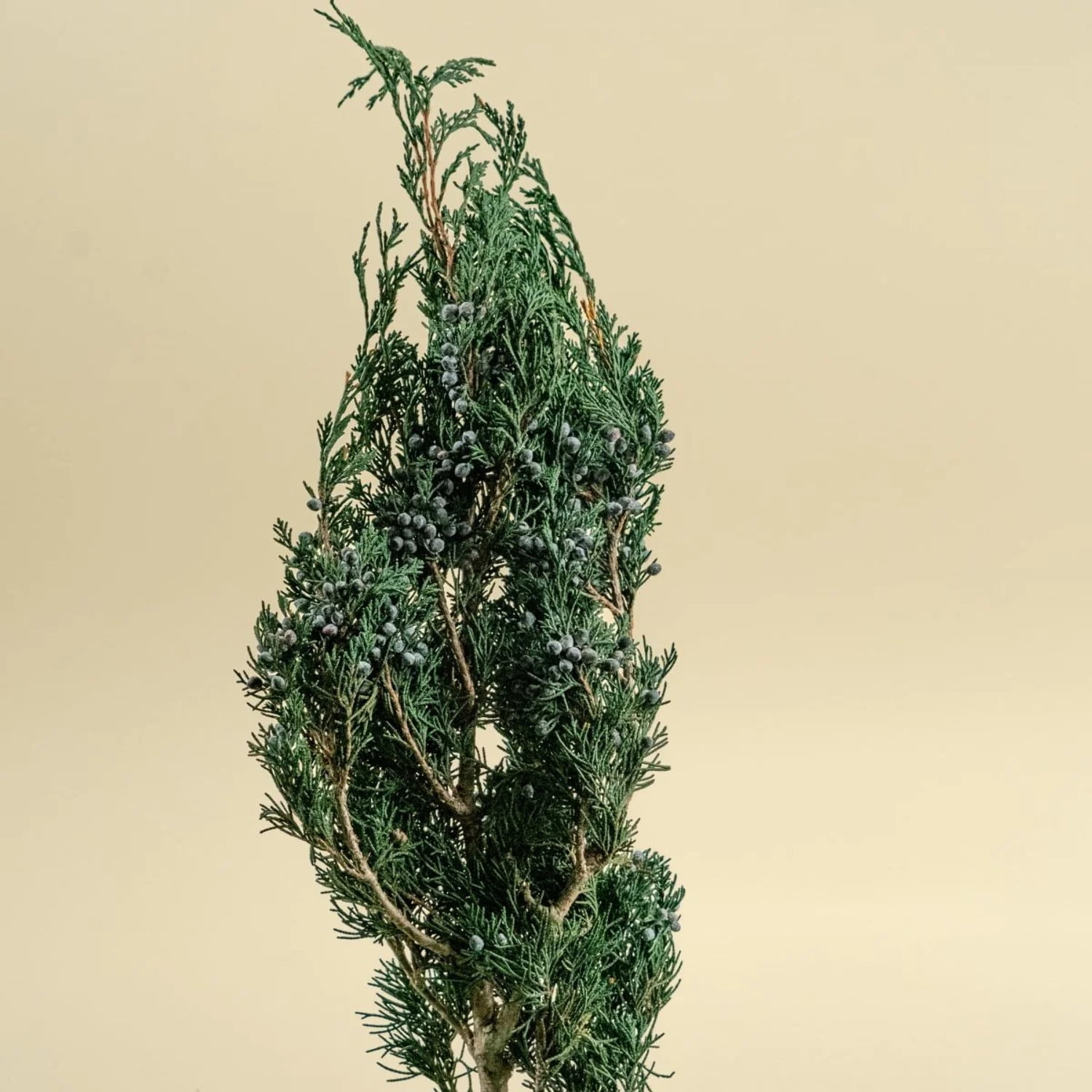 Sola Wood Flowers - Evergreen Blueberry Juniper Shrub Filler for ...