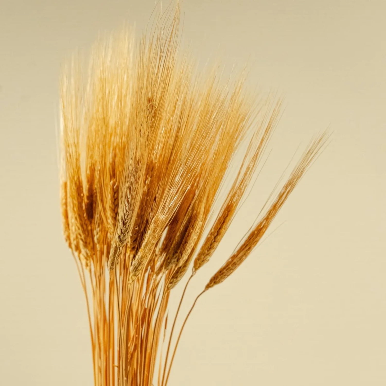 Sola Wood Flowers - Natural Triticum Wheat Grass Filler 8 Oz - Walmart.com