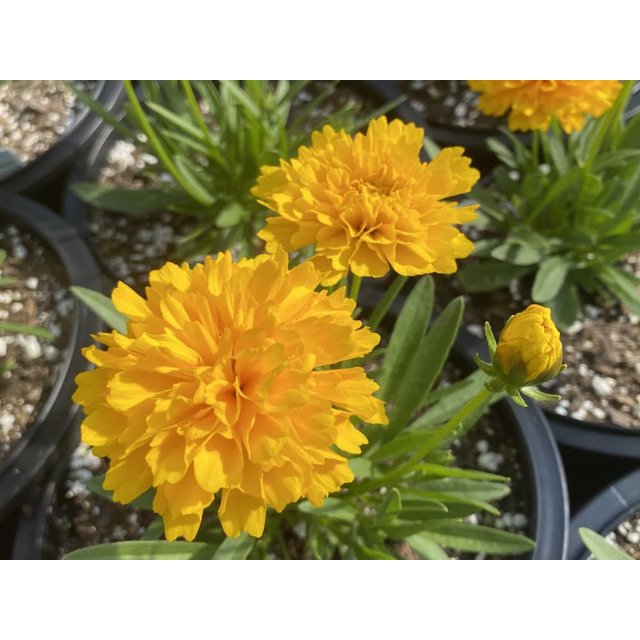 Solanna™ Golden Sphere Coreopsis Tickseed Perennial Plant - Quart Pot ...
