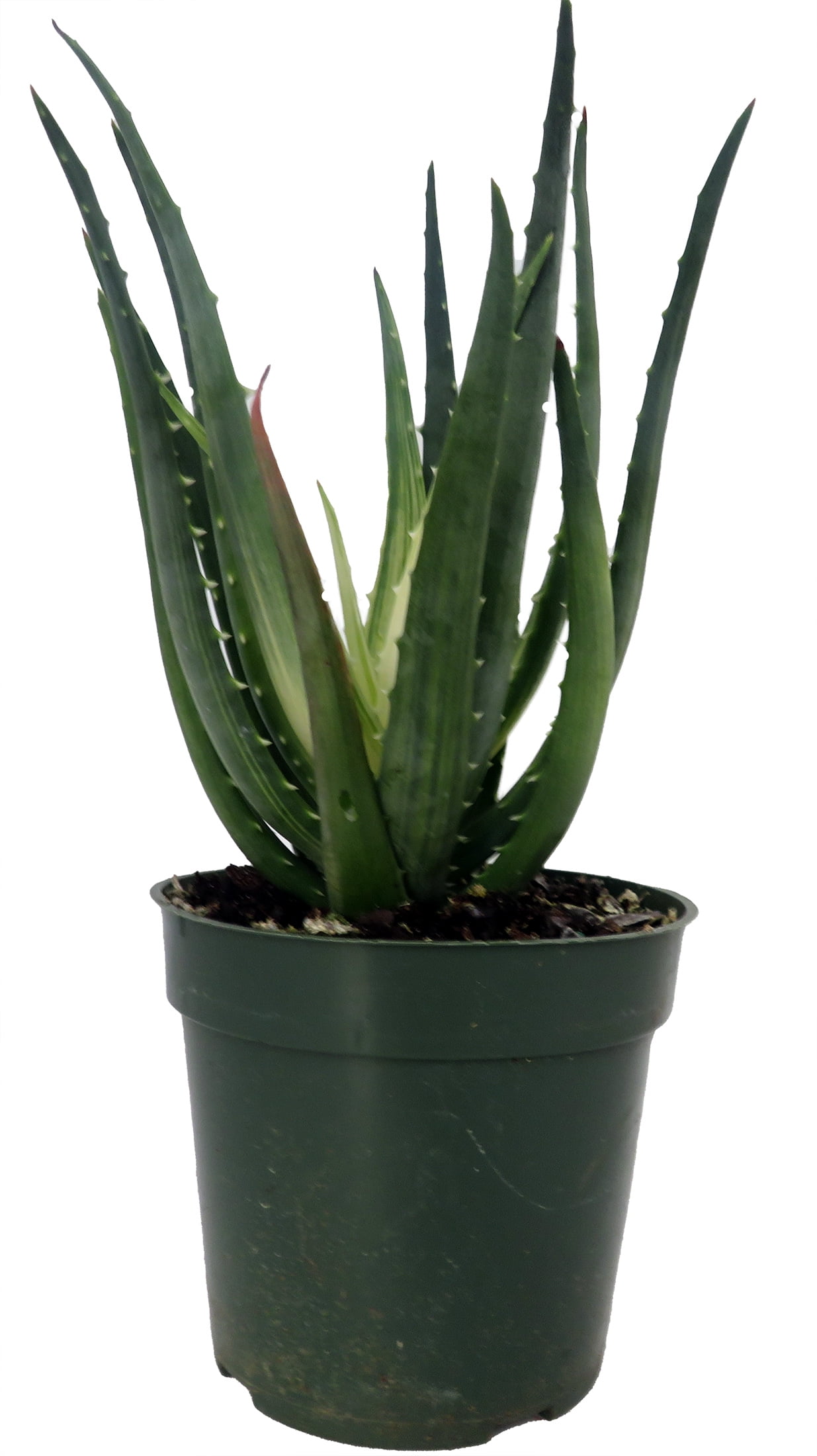 Solar Flare Aloe Plant - 4" Pot - Walmart.com