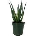 Solar Flare Aloe Plant - 4" Pot - Walmart.com