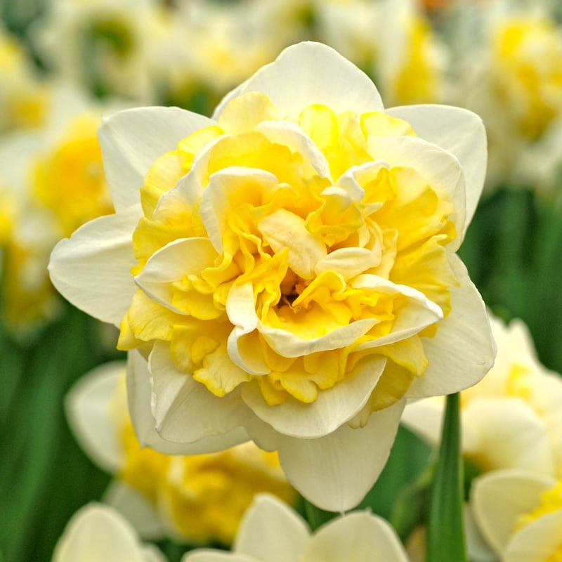 Solar Wind Double Daffodil Flower Bulbs - 5 Bulbs per Pack - Deer ...