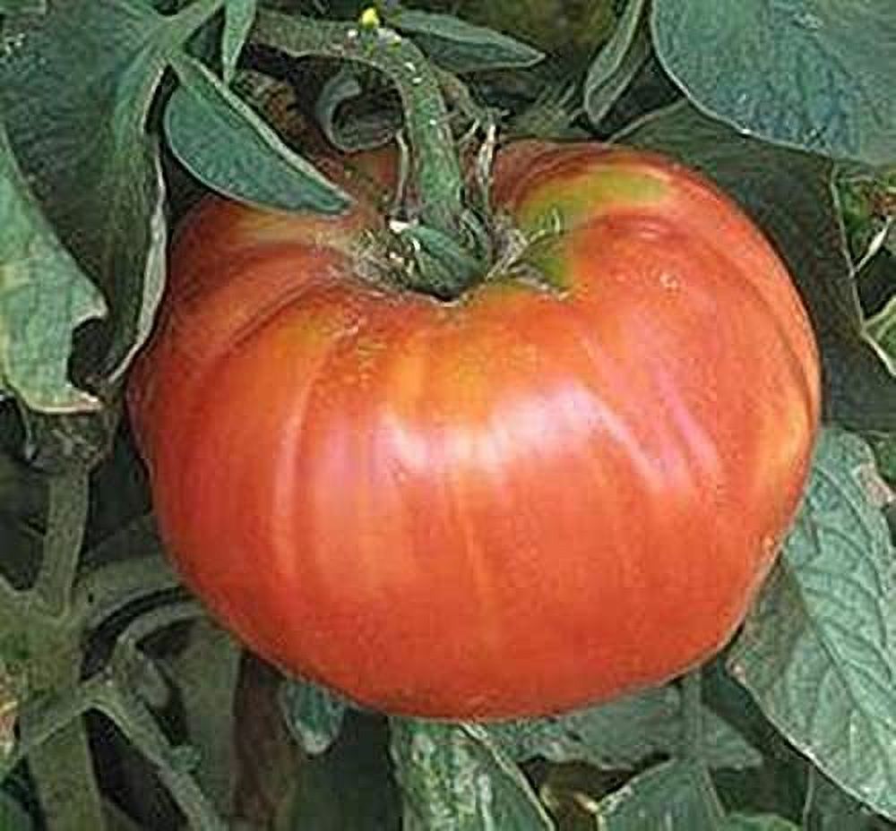 Soldacki Tomato Seeds - Walmart.com