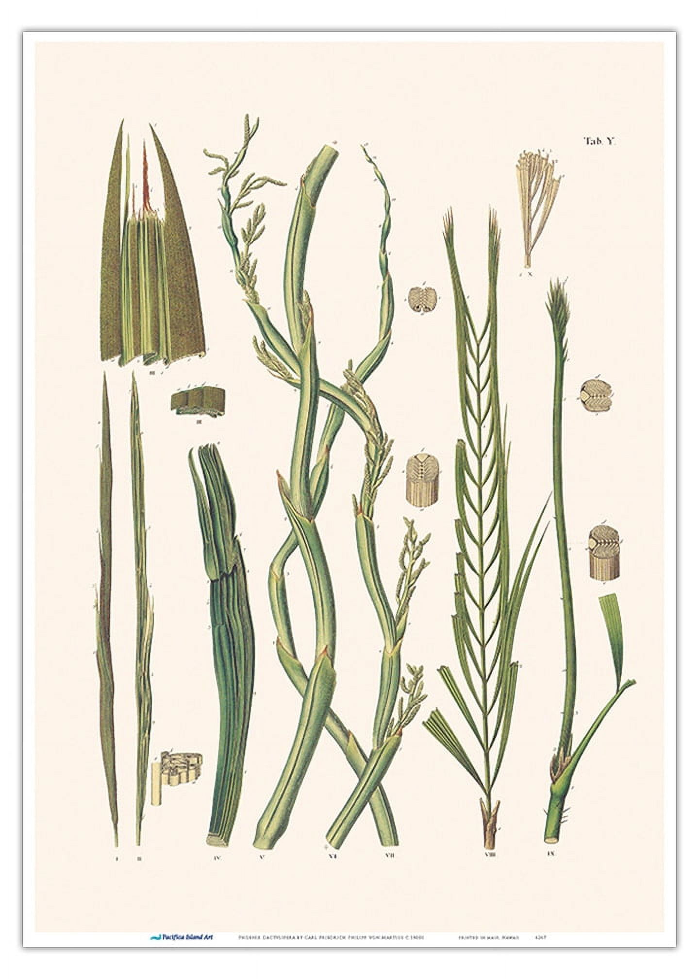 Solitary Fishtail Palm Tree (Caryota urens) - Vintage Botanical ...