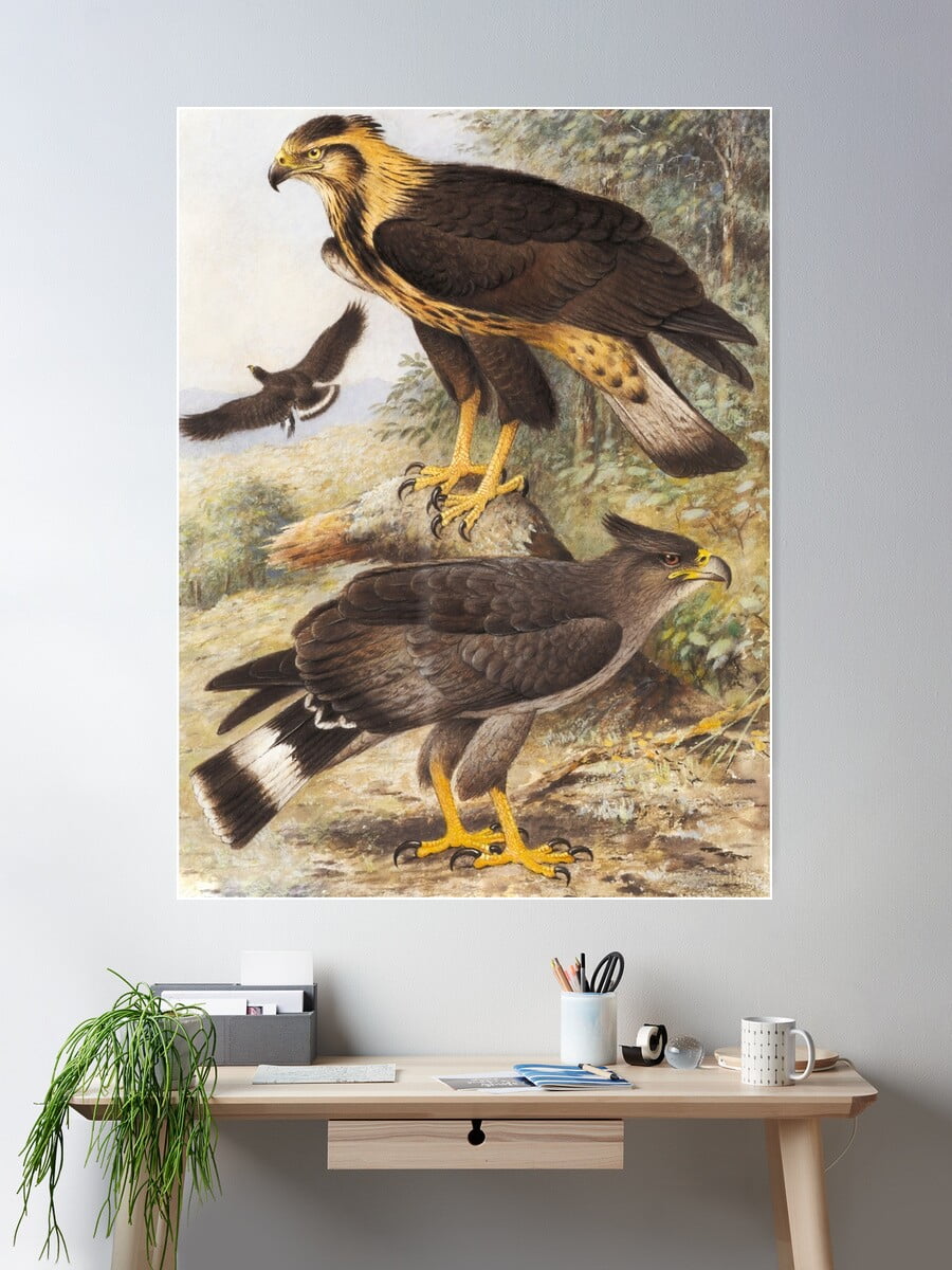 Solitary Harpyhaliaetus Solitaries) Crowned Harpies (Harpyhaliaä—Tus ...