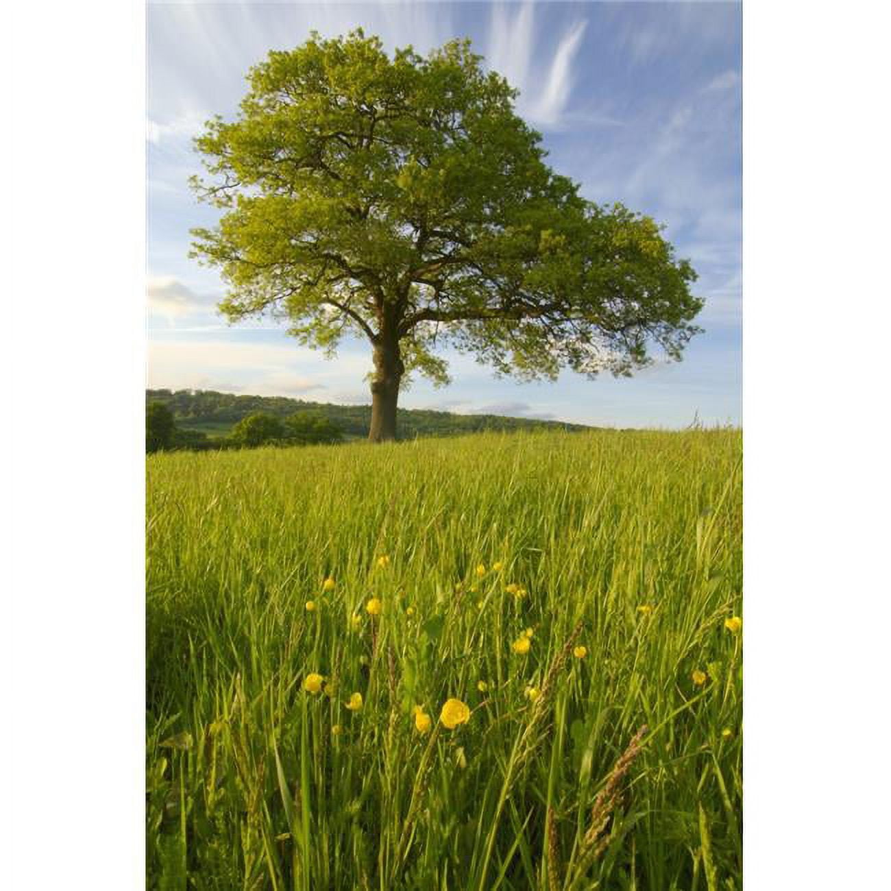 Solitary Oak Tree And Wildflowers In Field Poster Print - Walmart.com