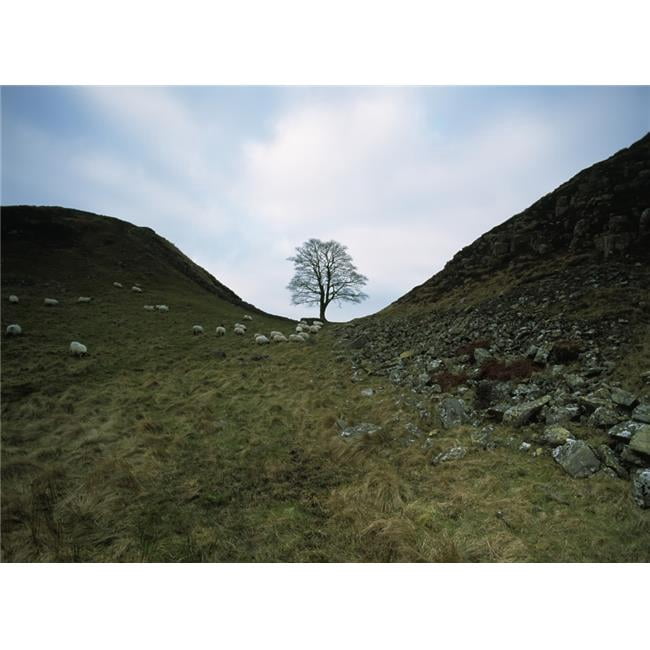 Solitary Tree In Sycamore Gap On Hadrians Wall Poster Print - Walmart.com