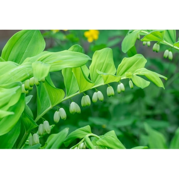Solomon's Seal Plants for Growing, Weeping Blooms, Easy to Grow, Not ...