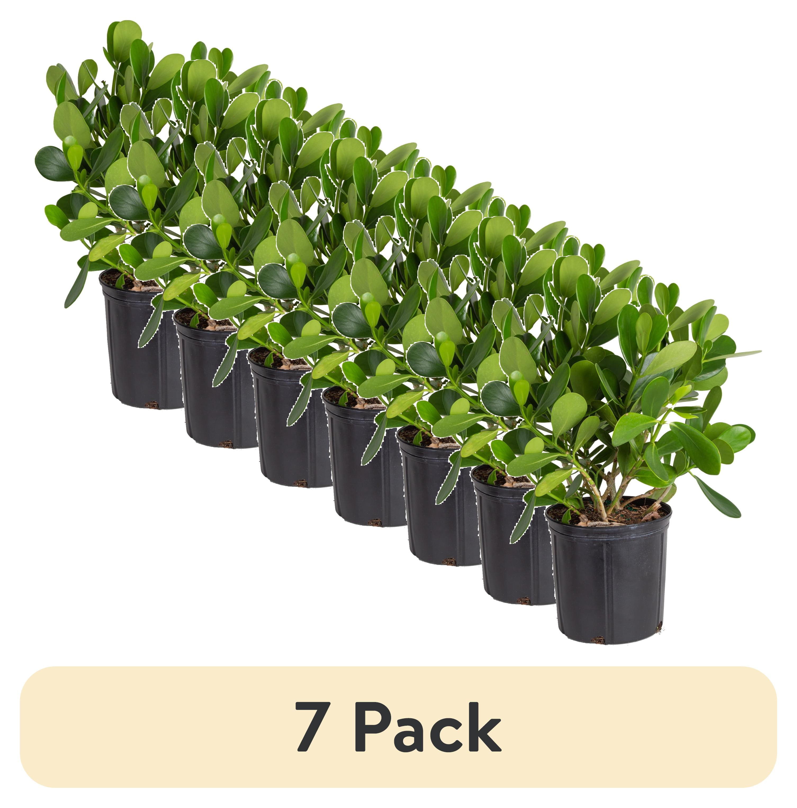(7 pack) Expert Gardener Live Outdoor Green Clusia Plant in 2g in ...