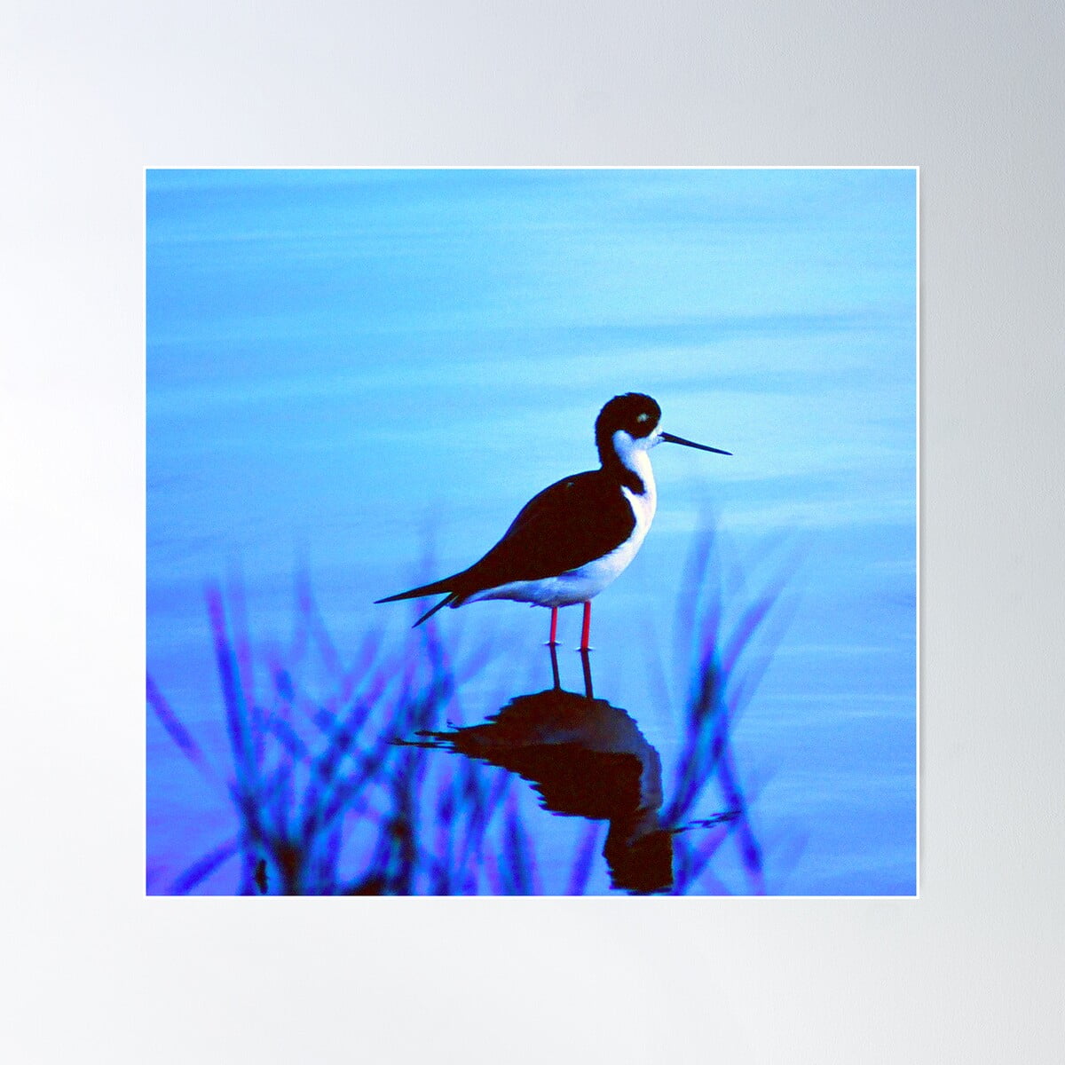 Solve. What Kind Of Bird? Solved By A Bird Expert.. Black Neck Stilt ...