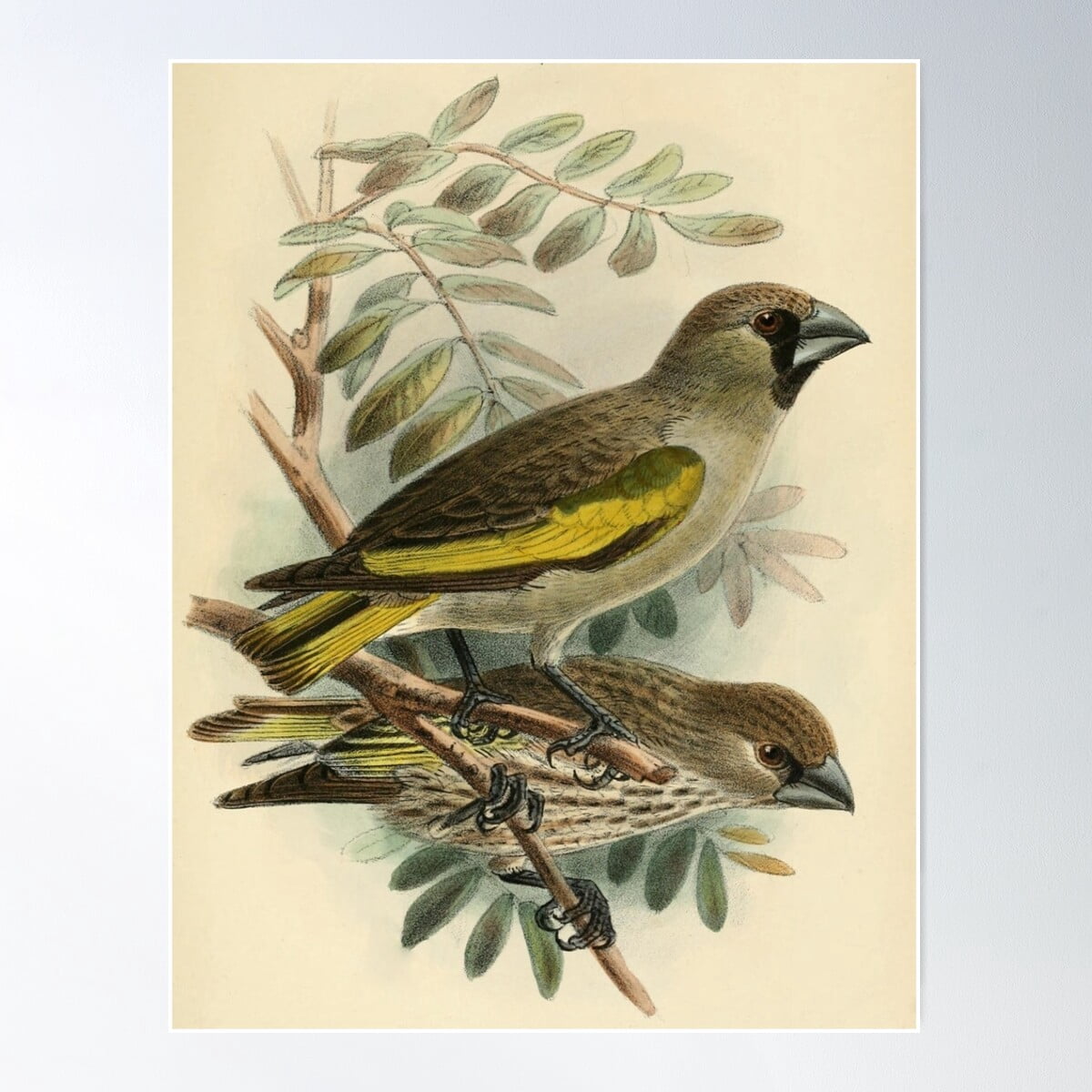 Somali Golden-Winged Grosbeak And Juvenile Poster Wall Art, Modern Wall ...