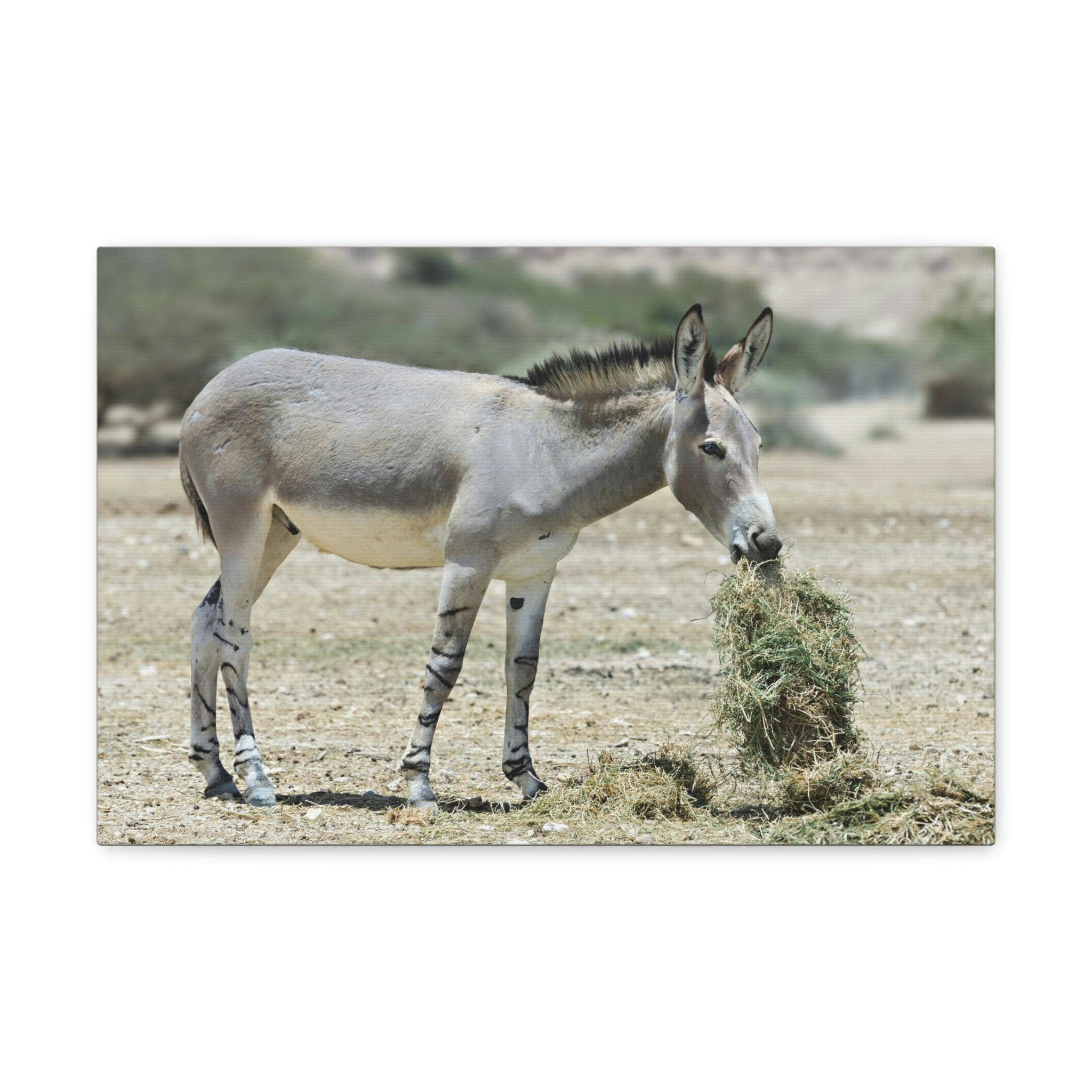 Somali Wild Donkey Hunting Somali Wild Donkey on Hunt Print Animal Wall ...