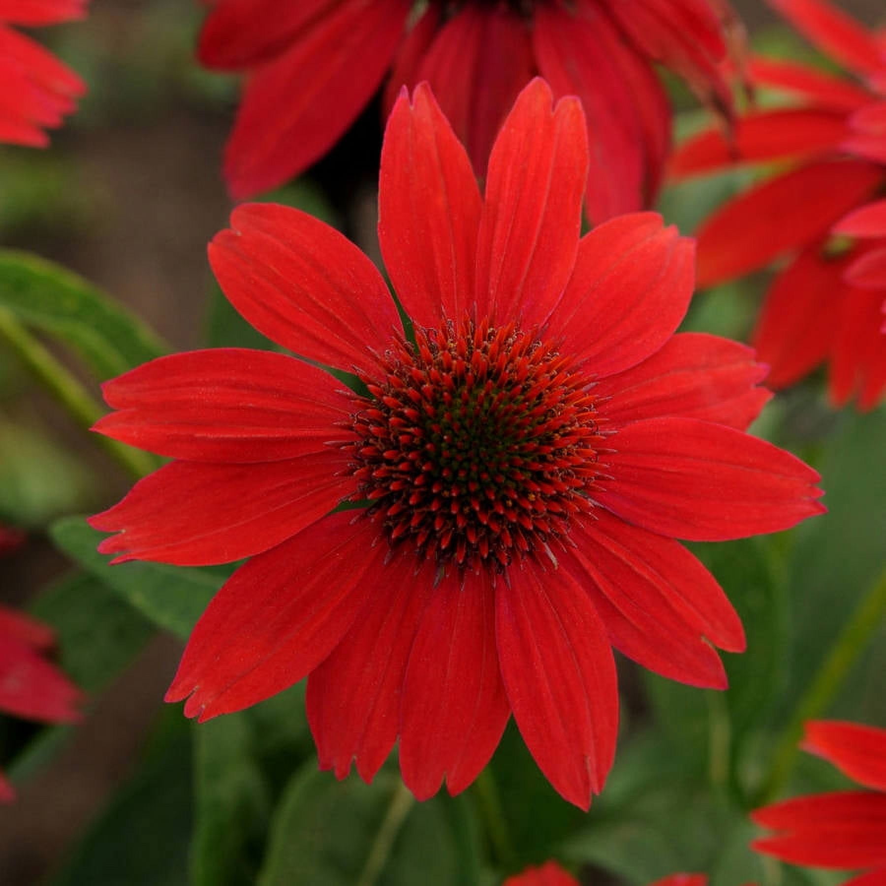 Sombrero Salsa Red Echinacea (2.5 Quart) Flowering Perennial - Walmart.com