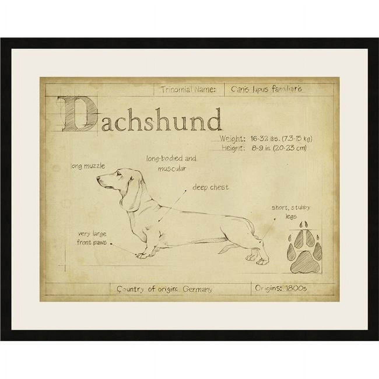 Somerset House Publishing 6504 Antique Dachshund, Framed Fine Art Print ...