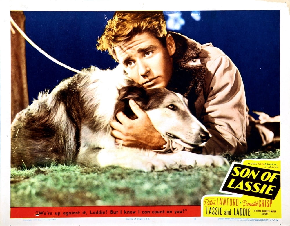 Son Of Lassie Portrait (10 x 8) - Walmart.com