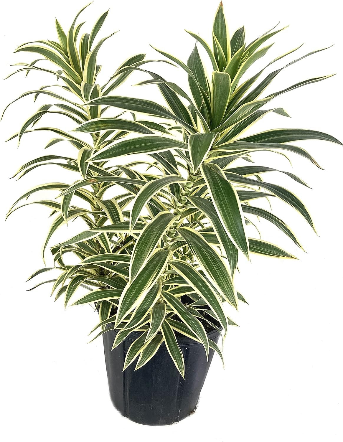 Song of India Plant - Live Plant in a 10 Inch Grower's Pot - Dracaena ...