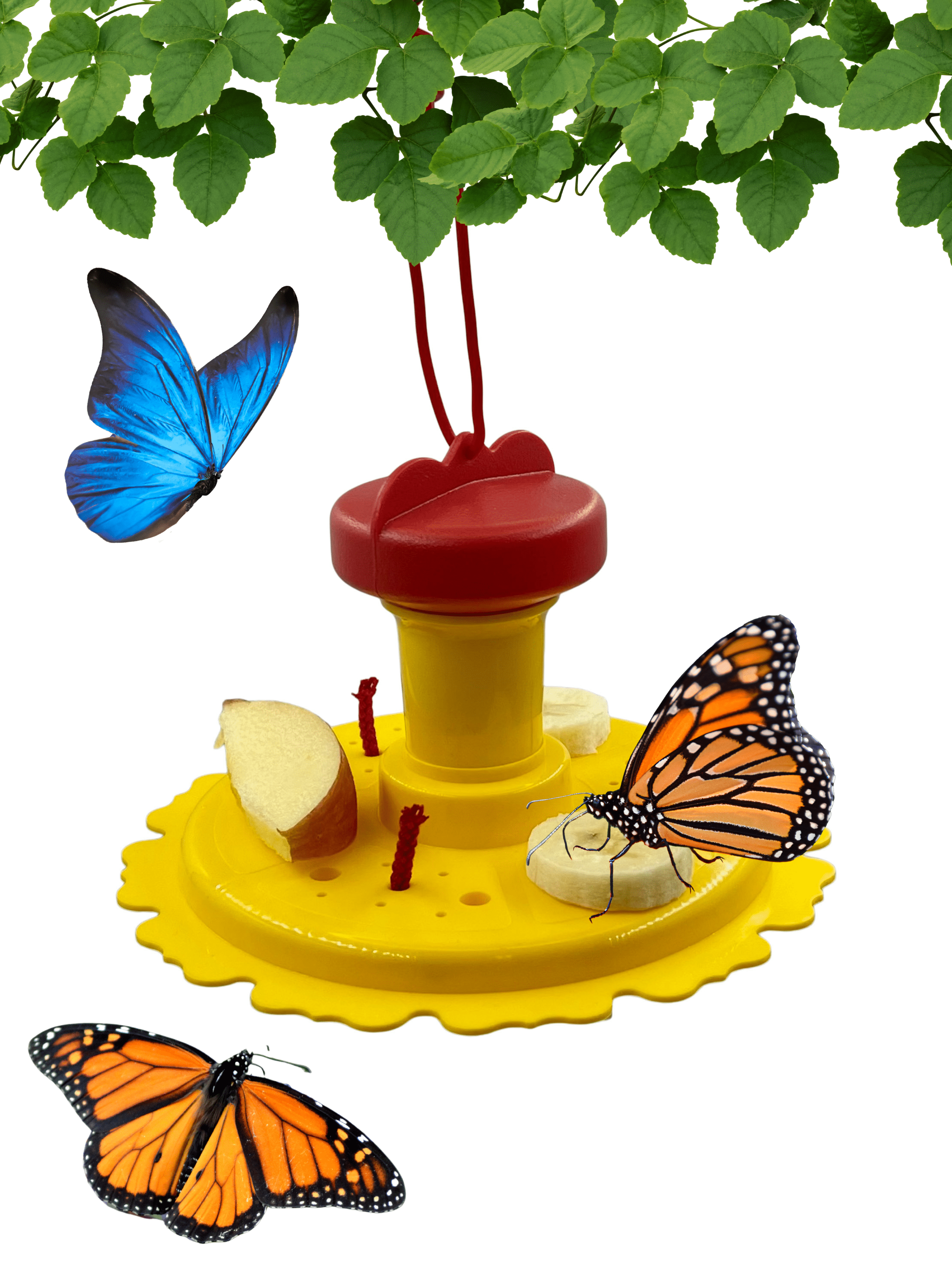 Songbird Essentials Hummingbird & Butterfly Feeder, Red & Yellow Nectar ...