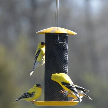 Backyard Essentials Bluebird Feeder, Wild Outdoor Bird Seed and ...