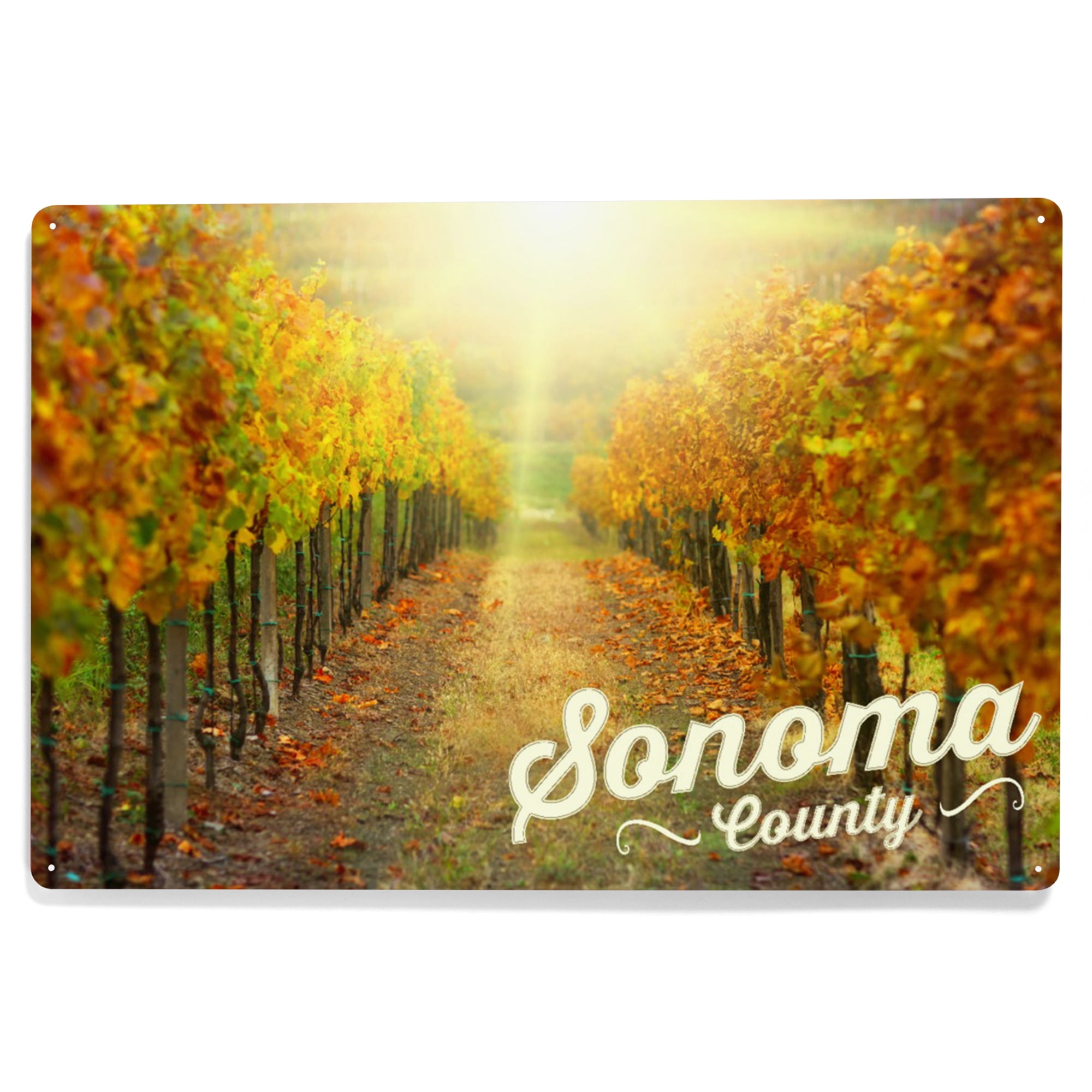 Sonoma County, California, Morning in the Vineyard (12x18 Aluminum Art ...