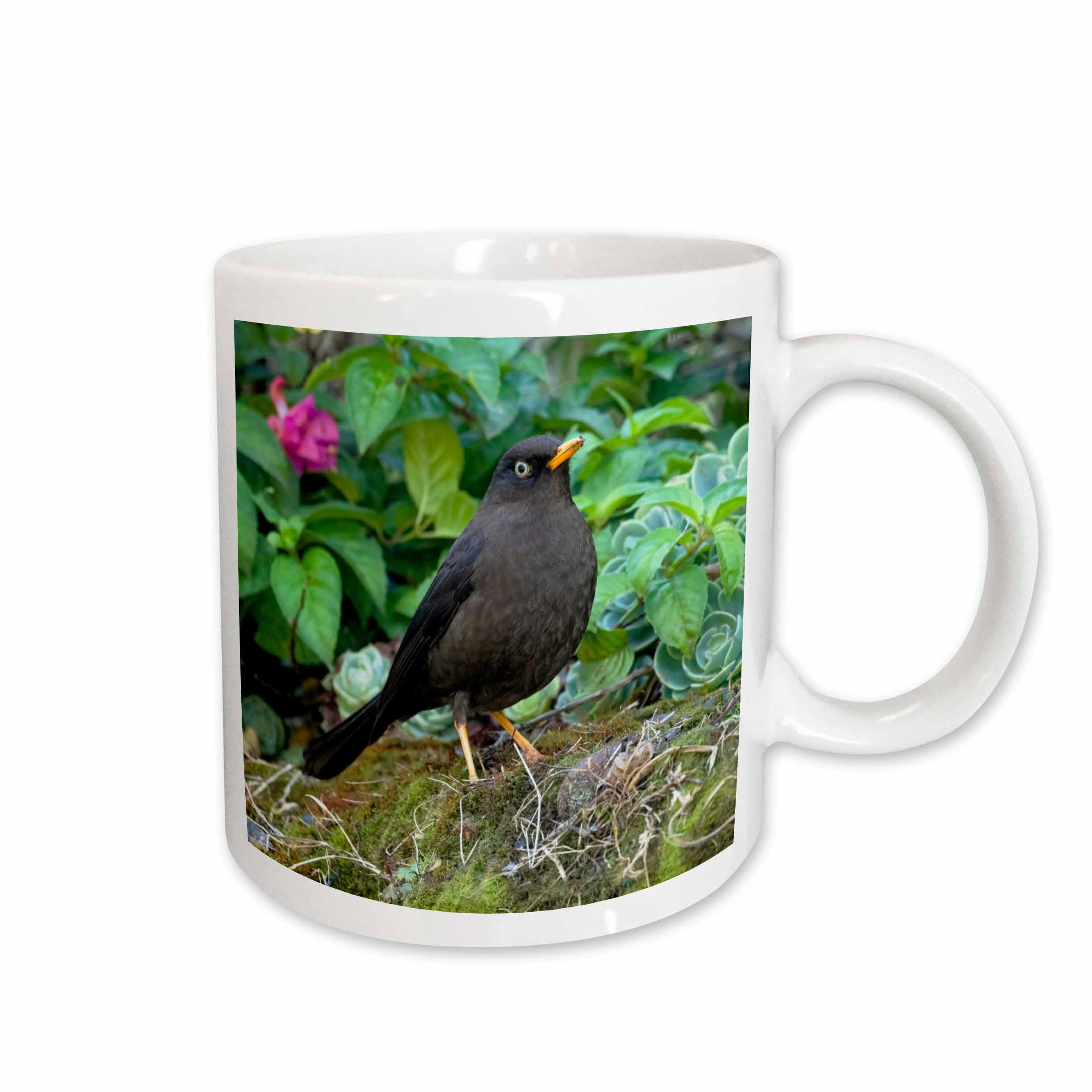 3drose, Sooty Robin, Aka Sooty Thrush, Costa Rica, Central America ...