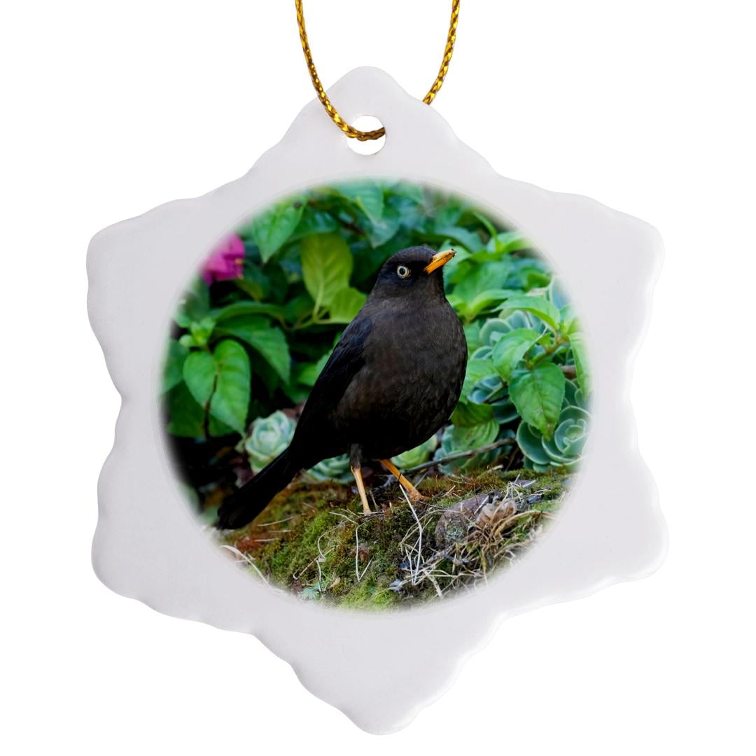 3drose, Sooty Robin, Aka Sooty Thrush, Costa Rica, Central America, 3 ...