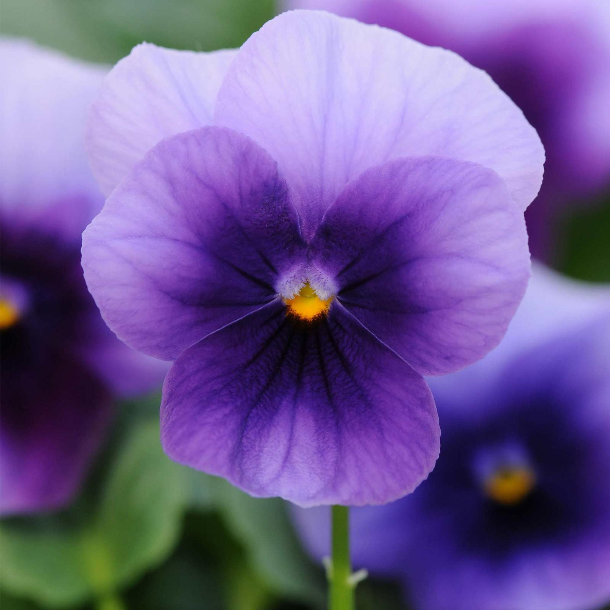 Sorbet Series viola Beaconsfield ~500 seeds | Non-GMO, Heirloom Flower ...