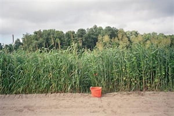 Sorghum Sudangrass Seed - 50 Lbs. - Walmart.com