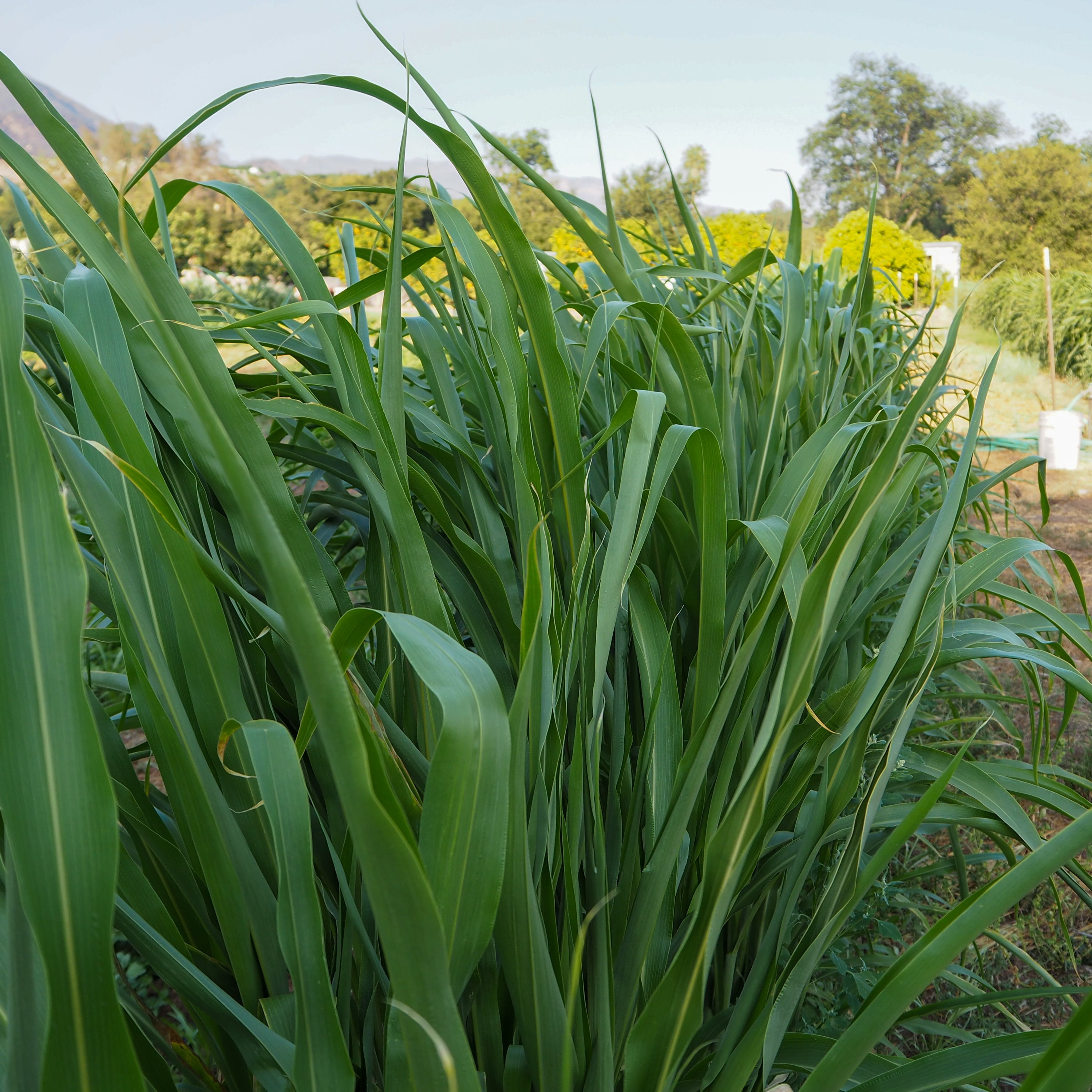 Sorghum Sudangrass Seeds