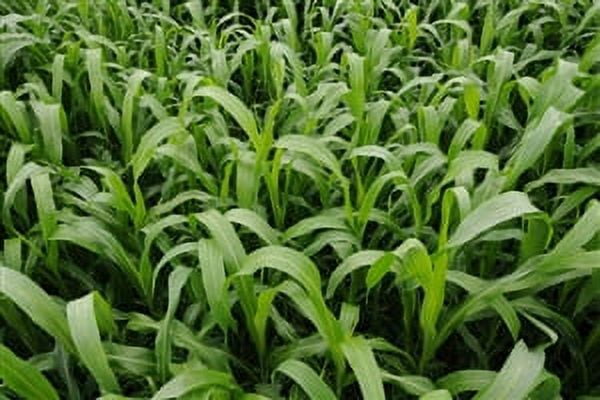 Sugar Grazer II Sorghum Sudangrass Seed - 50 lbs for Planting - Walmart.com
