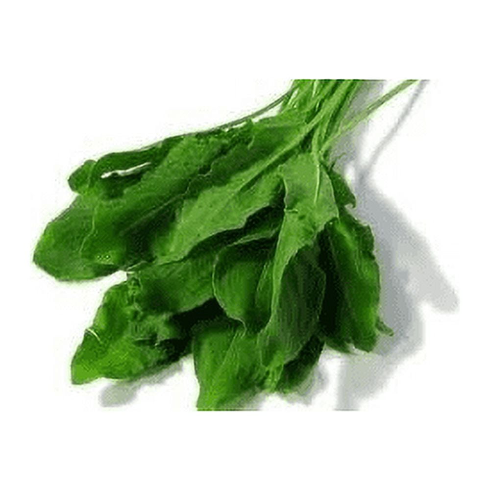 Sorrel Heirloom Garden Vegetable by Seed Kingdom 2,000 Seeds - Walmart.com