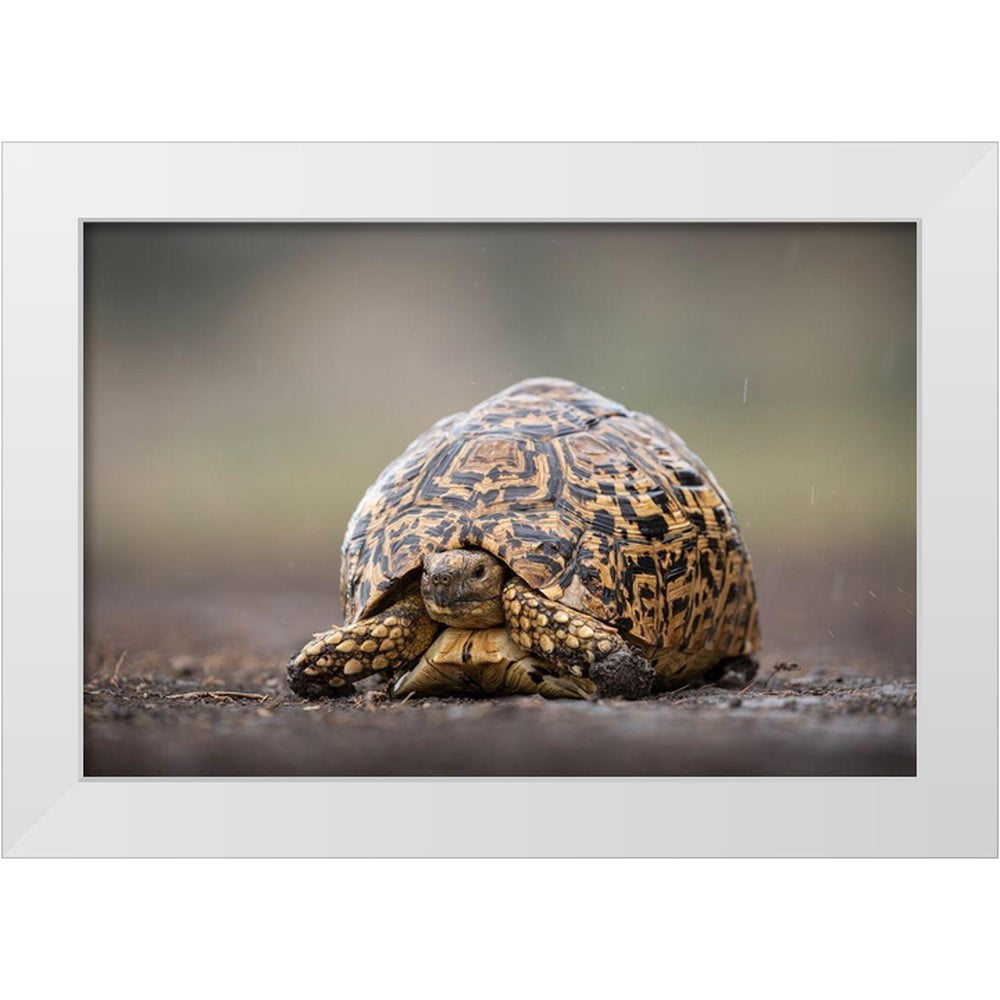 Souders, Paul 18x13 White Modern Wood Framed Museum Art Print Titled ...