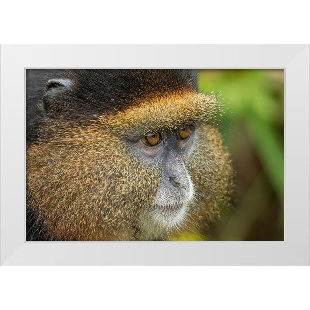 Souders, Paul 24x17 White Modern Wood Framed Museum Art Print Titled ...