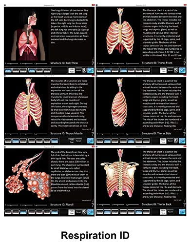 Sound Production Anatomy Card with Larynx, Vocal Folds and Respiration ...