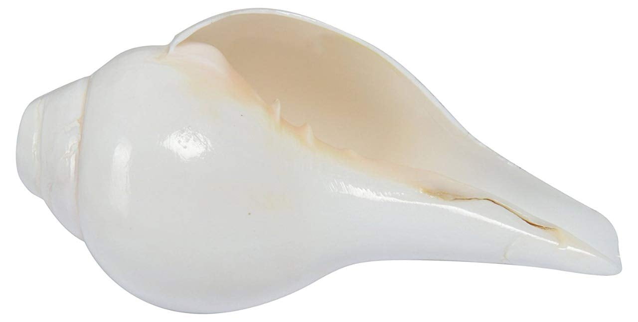 Sound Shankh for Gods Pooja, 10cm, White By Indian Collectible ...