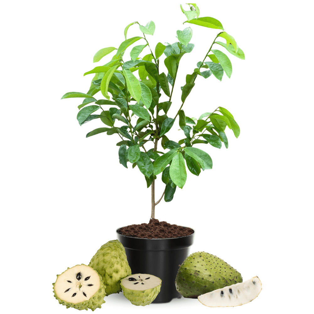 Soursop Plant Trees Live in Pot, Graviola Guanabana Fruit Tree, Sweet ...