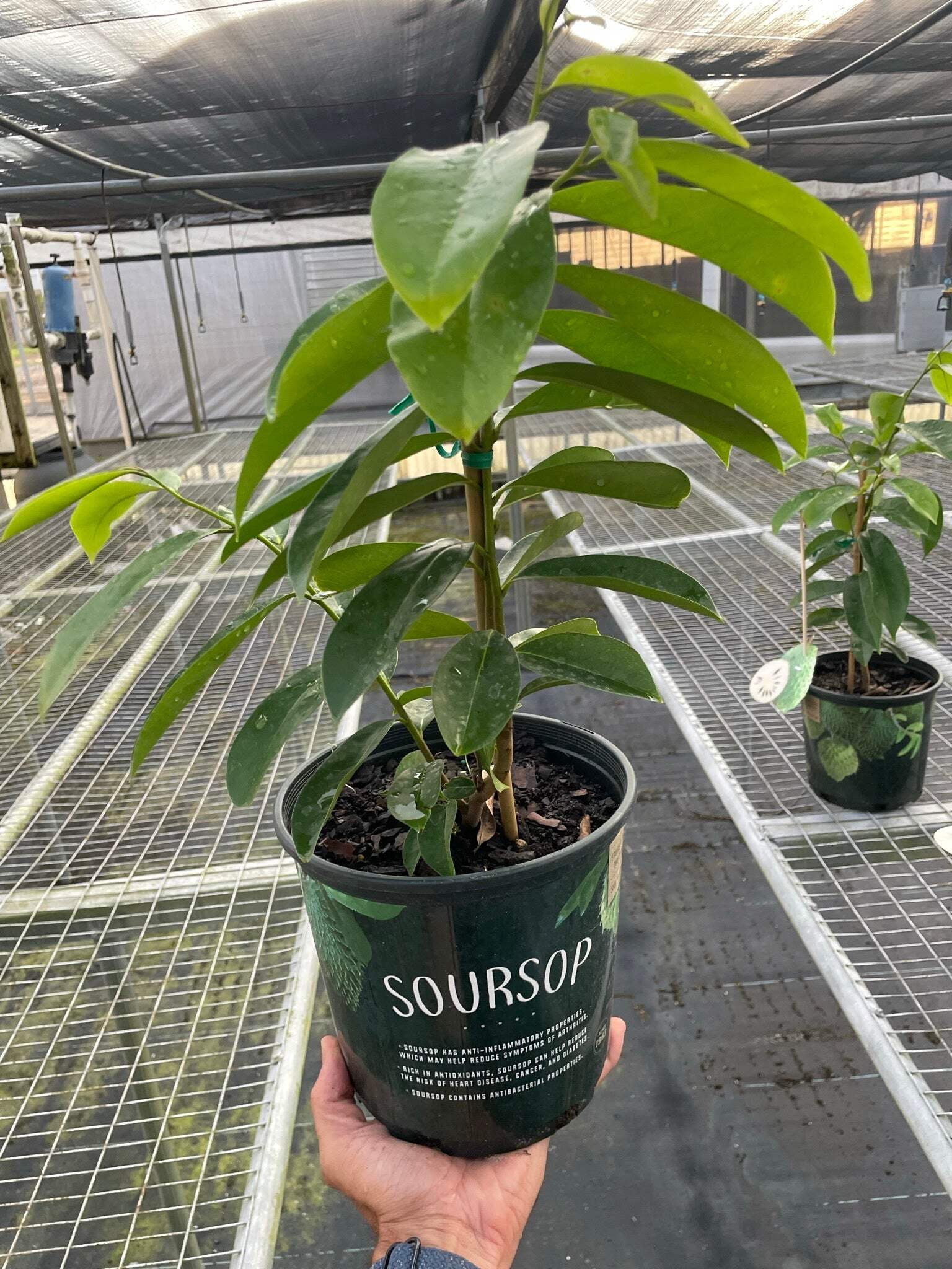Soursop Tree, 6" Pot, Indoor Houseplant, Easy Care, Live Plant for ...