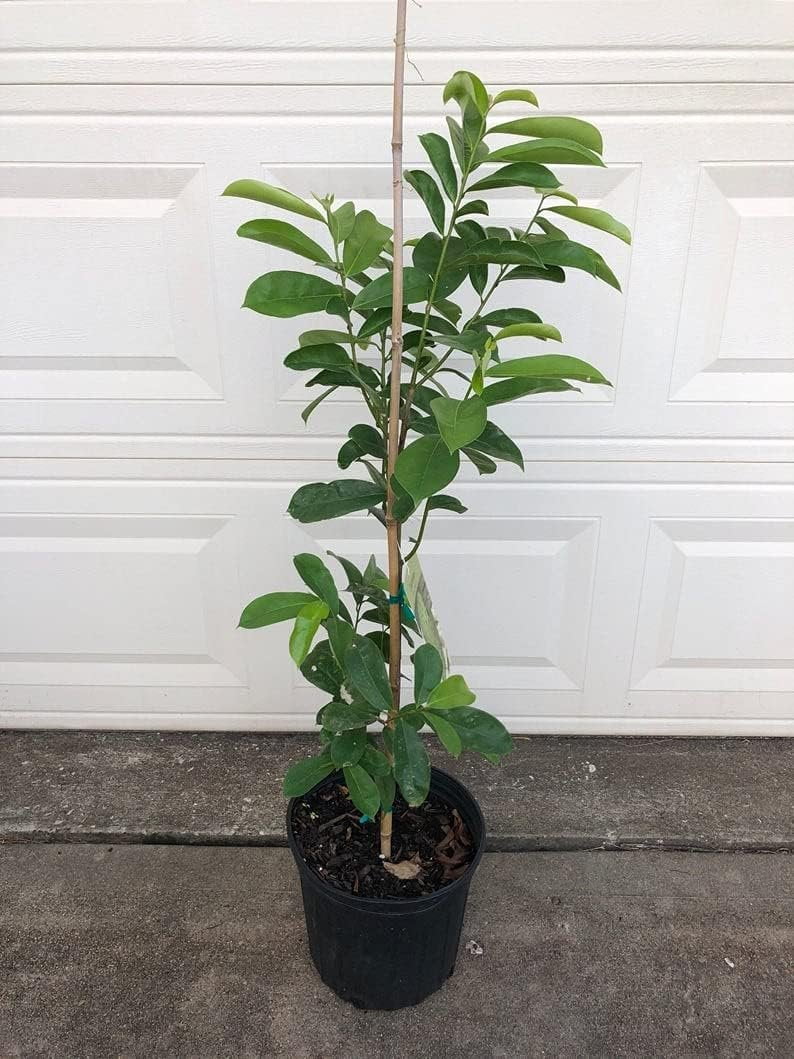 Soursop Tree - Live Tree in a 3 Gallon Pot - Annona Muricata - Tropical ...