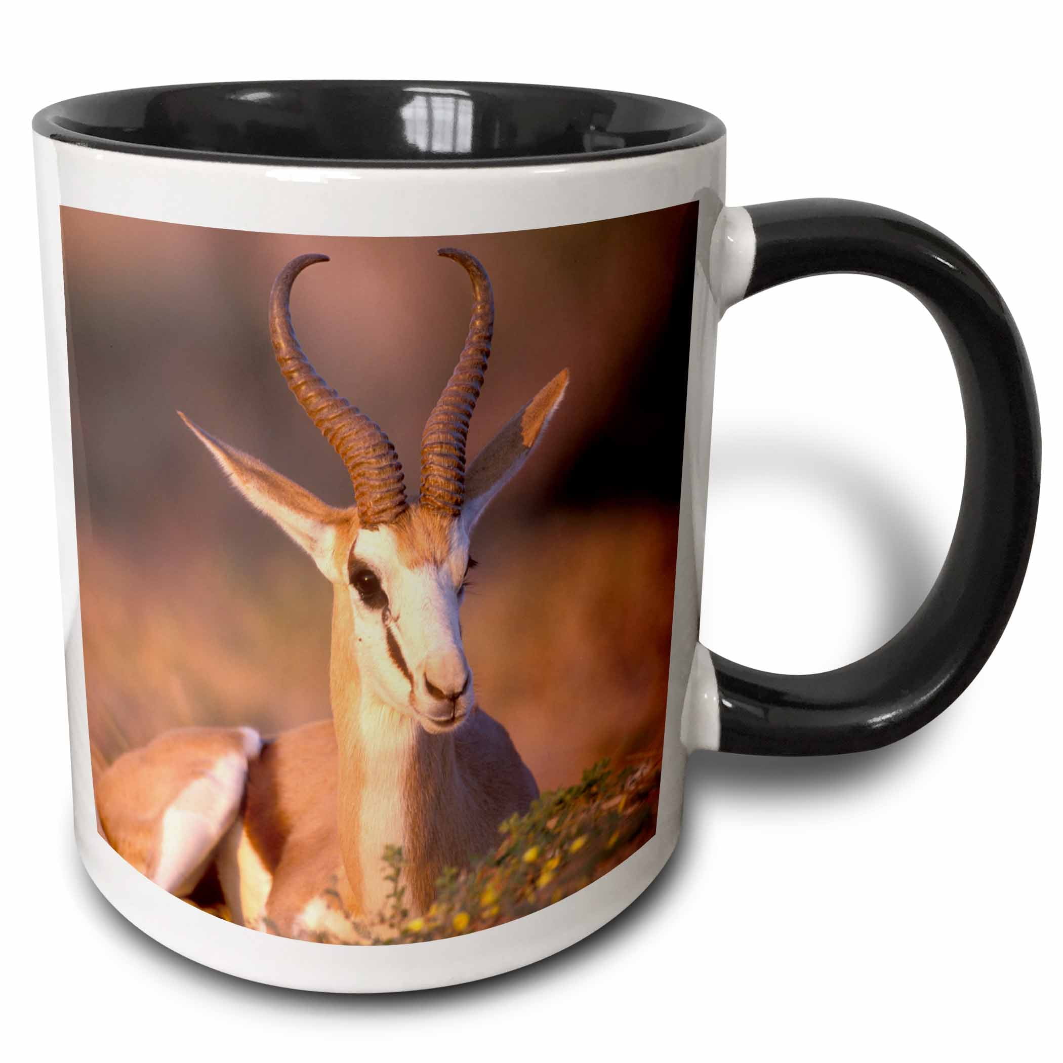 3drose, South Africa, Springbok Wildlife, Kalahari Desert-af42 Pso0134 ...