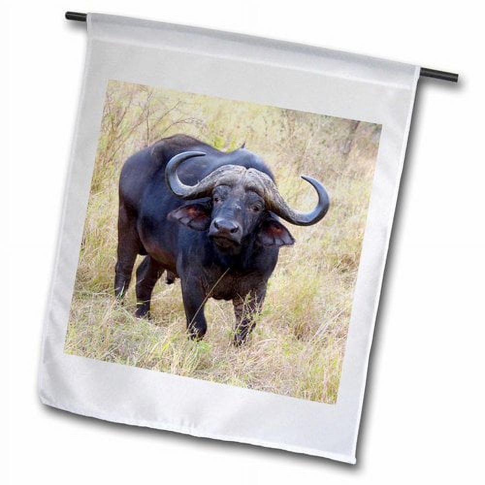 3dRose, South Africa, Zulu Nyala GR, Cape Buffalo-AF42 LEN0176 - Lisa S ...