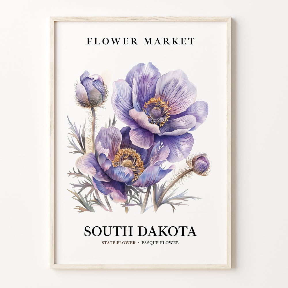 South Dakota State Flower Art Print, Pasque Flower 1960S Wall Art ...