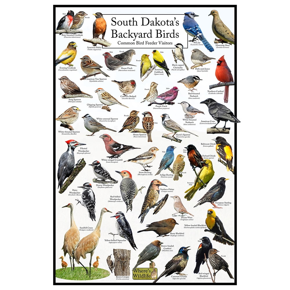 South Dakota's Backyard Birds Poster - South Dakota Bird Chart ...