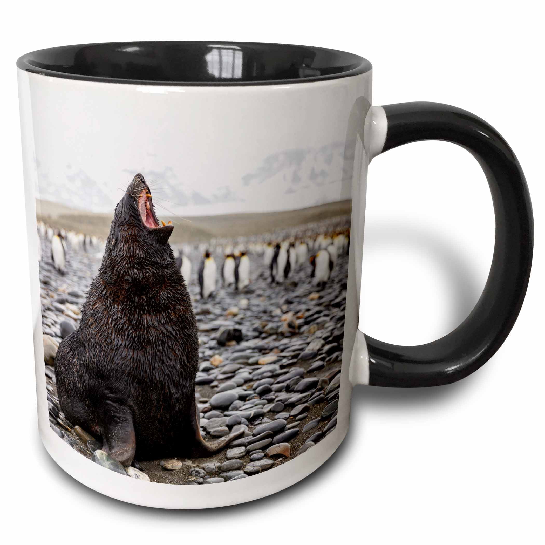 South Georgia Island, Salisbury Plains. Fur seal makes warning call ...