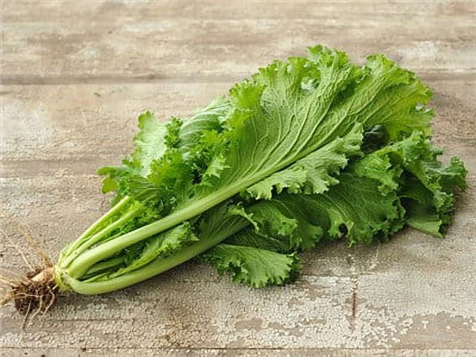 Southern Giant Mustard Green Seeds - 100 Count Seed Pack - Upright ...