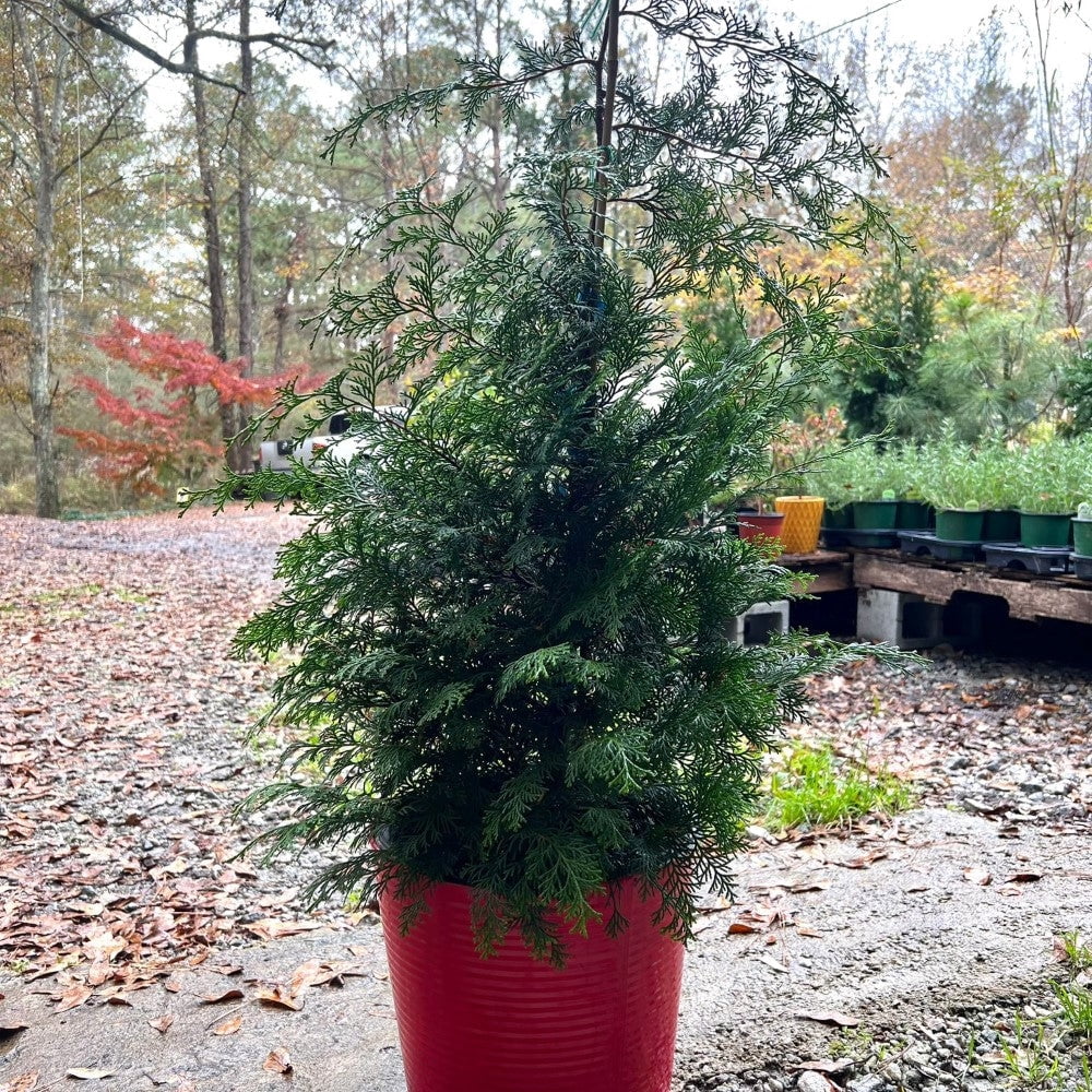 Cypress Flower