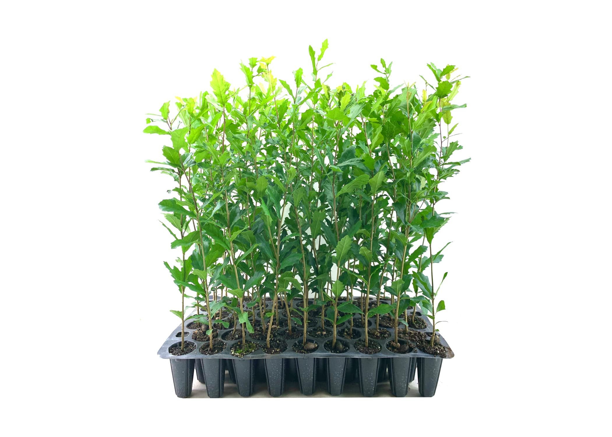 Southern Live Oak Tree Quercus Virginiana 3 Live Plants Durable ...