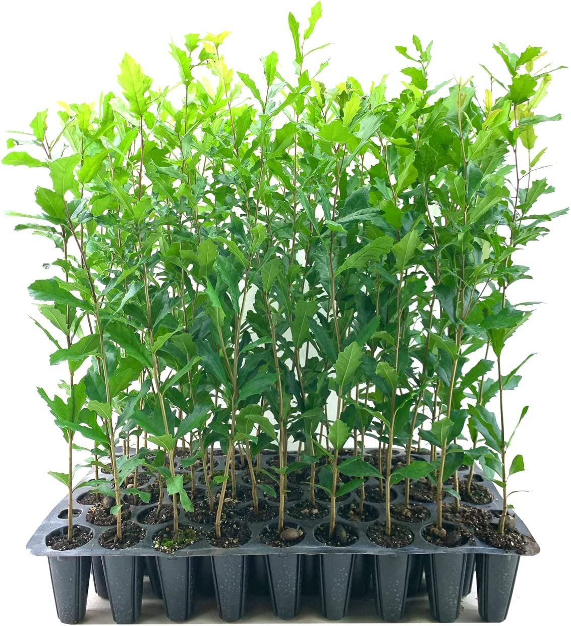 Southern Live Oak Tree Quercus Virginiana 3 Live Plants Durable ...