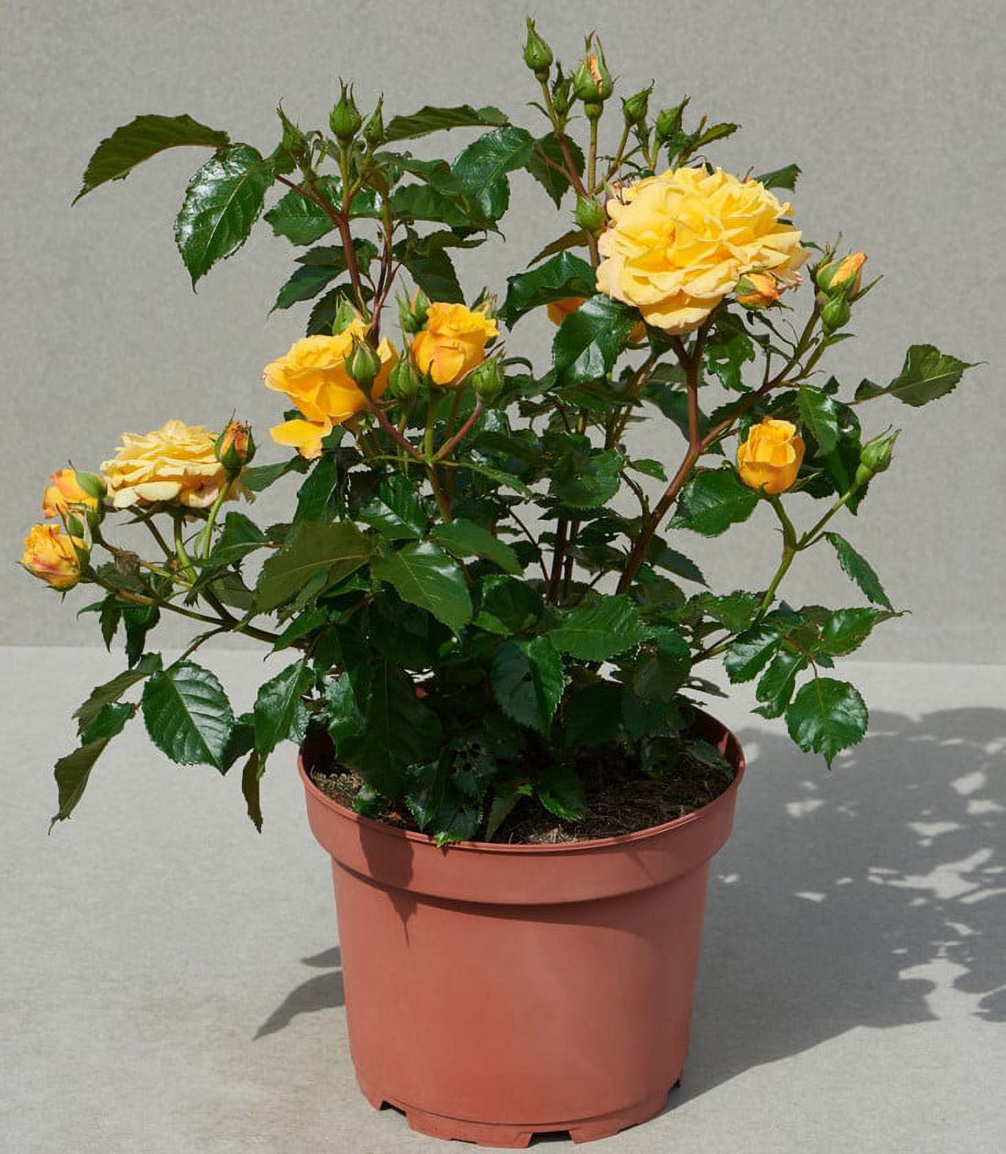 Southern Living 1.5 Gal Palace Ciragan Rose Yellow Full Sun Perennial ...