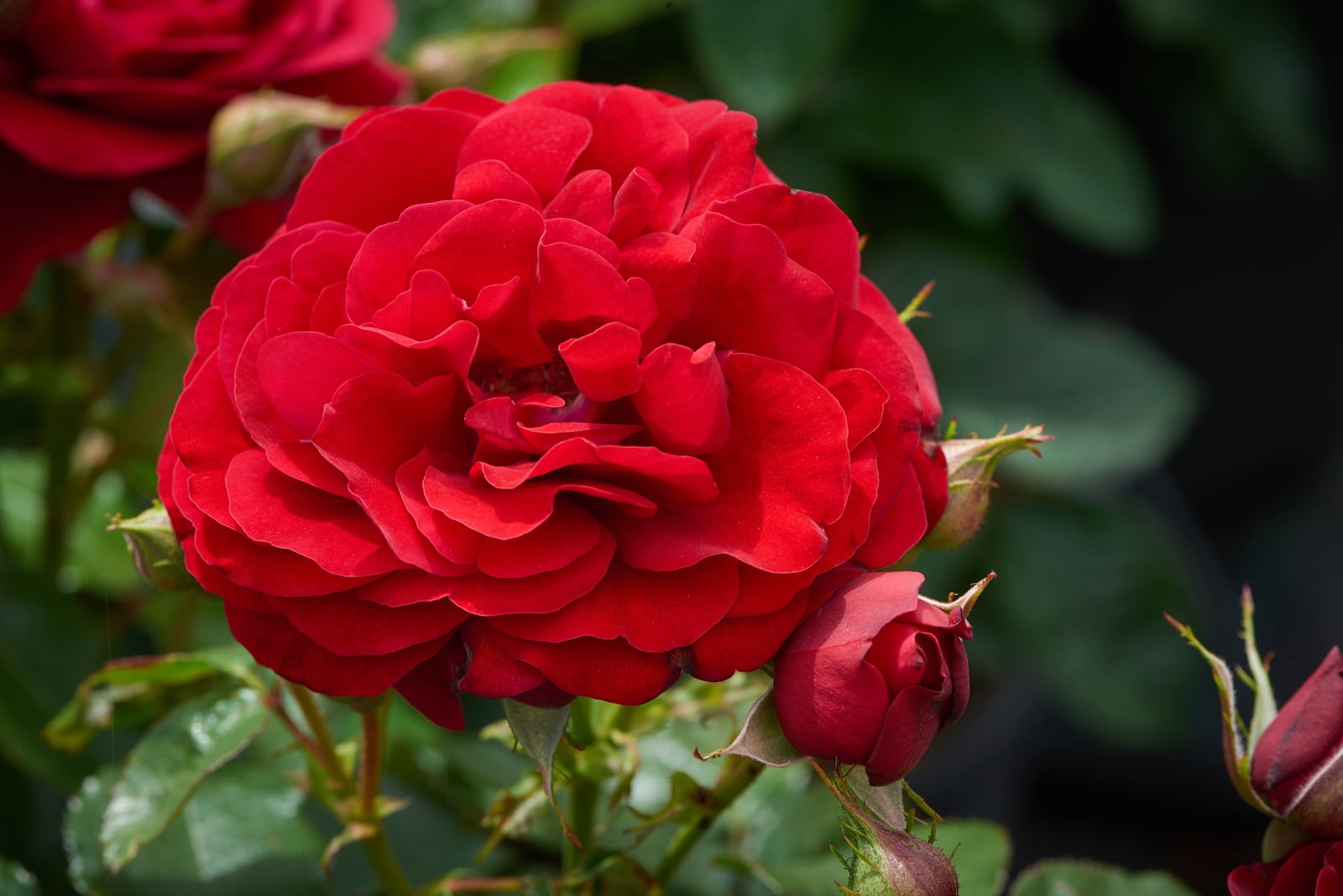Southern Living 1.5G Castle Maravo Rose Red Live Plant - Walmart.com