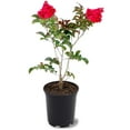 Southern Living 12-18 in. tall Miss Frances Crape Myrtle Live Tree in 1 ...